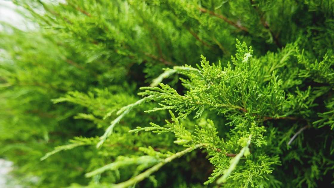 Darmpolypen aus Sicht der energetischen Medizin - Quantum-Wave